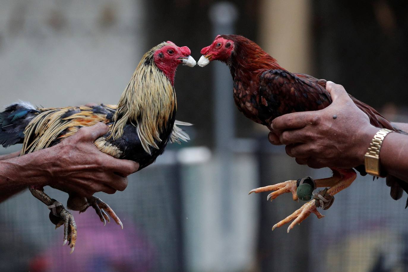 Fotos: Pelea de gallos | La Verdad