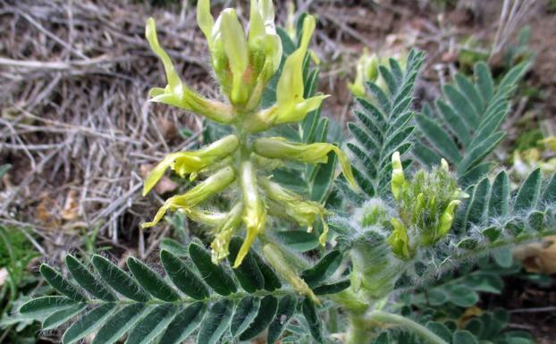 Flora en cuidados intensivos | La Verdad