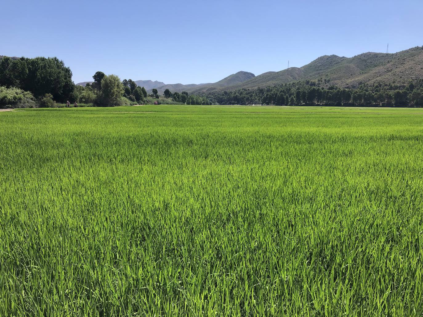 Fotos: Manto verde en Calasparra | La Verdad