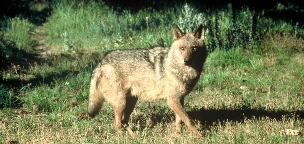Científicos demuestran que los ataques del lobo al ganado pueden ...