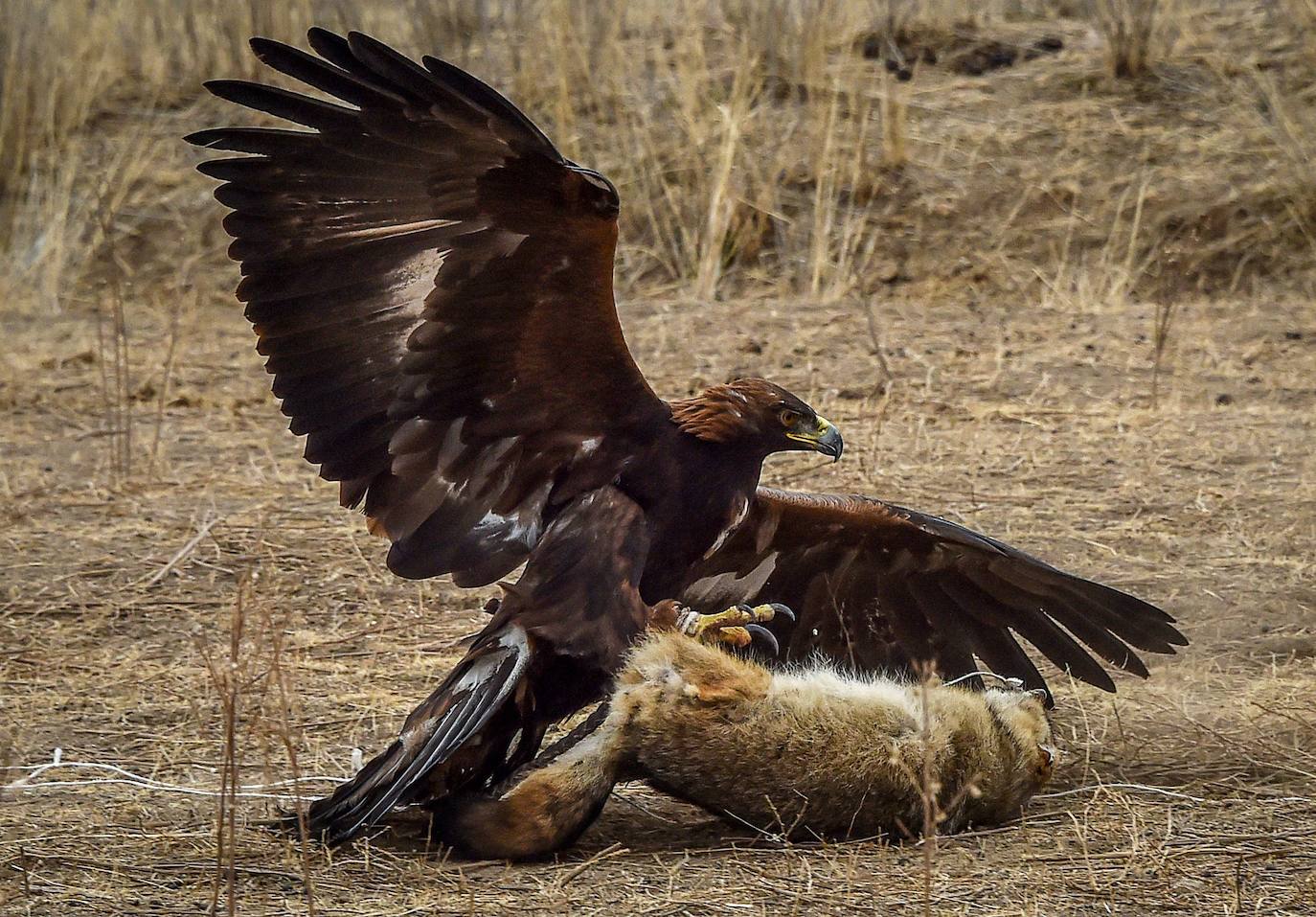 Fotos: Un águila real en busca de su presa | La Verdad