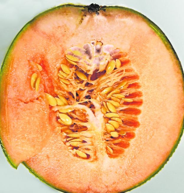 Cerco al mayor mal del melón | La Verdad