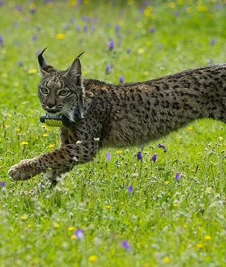 El año más negro para el lince, con 28 ejemplares muertos | La Verdad