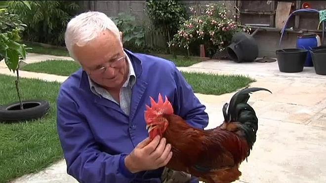 El gallo que quería ser un perro | La Verdad