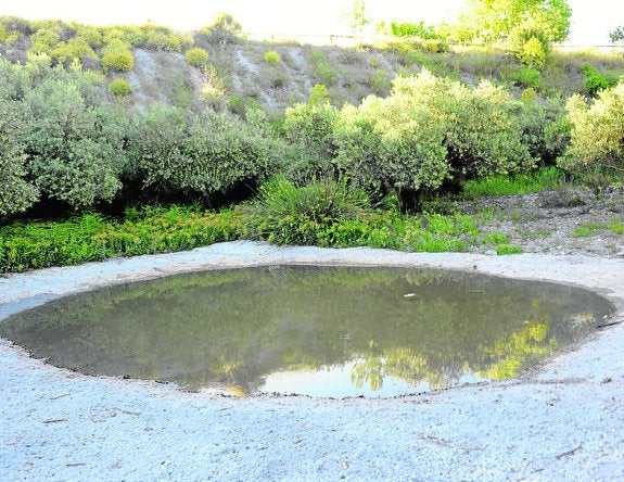 Los anfibios saltan a su charca | La Verdad